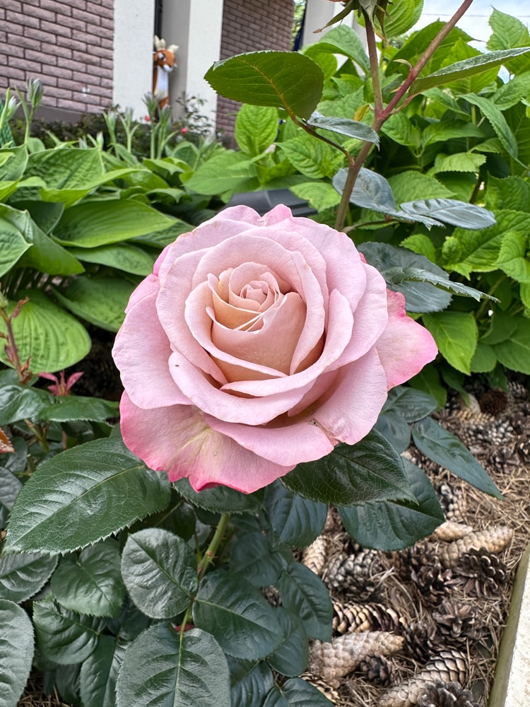 Сад, огород — тематическое сообщество форум Бэбиблог